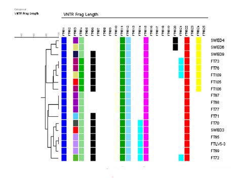 Figure 1 From Multiple Locus Variable Number Tandem Repeat Analysis Of