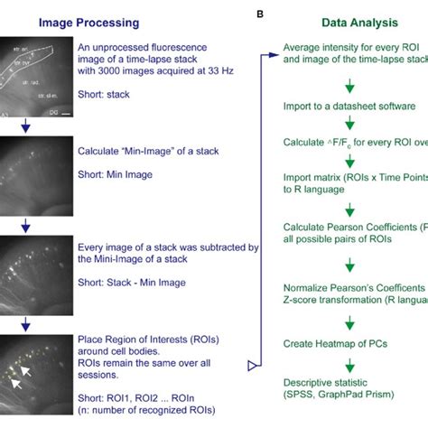 Pipeline Of Neuronal Network Analysis In Hippocampal Entorhinal