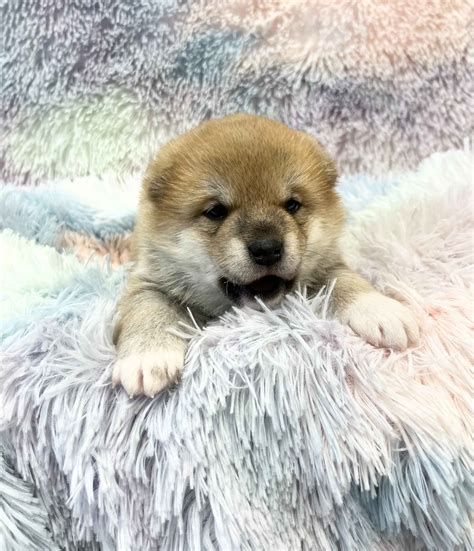 Shiba Inu Shiba Puppies For Sale In New Jersey