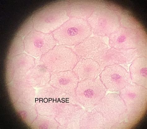 Lab Practical 2 Tissues And Mitosis Slides Flashcards Quizlet