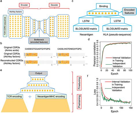 Deep Learning Based Prediction Of The T Cell Receptor Antigen Binding