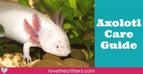 Axolotl Care Guide
