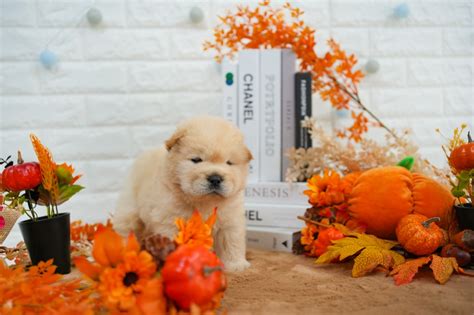 차우차우분양 사랑스러운 애기 강아지 요미 골든리트리버분양 라브라도리트리버분양 보더콜리분양 도베르만분양 사모예드분양 올드잉글리쉬쉽독분양 시베리안허스키분양 말라뮤트분양