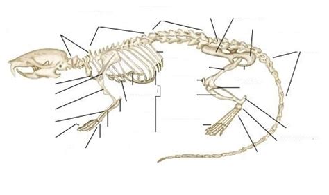 Rat Bone Anatomy Diagram Quizlet