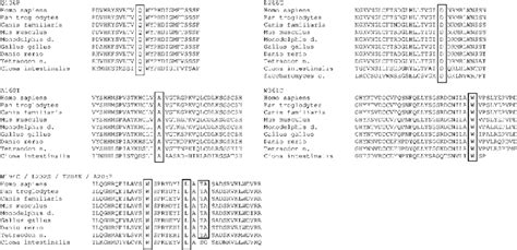 Multiple Sequence Alignment Showing Evolutionary Conservation Of