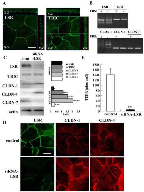 Characterization Of Expression Of Tricellular Tight Junction Molecules