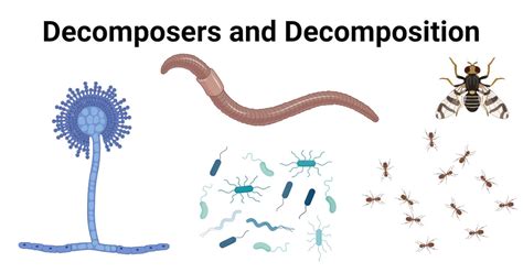Decomposers In Ecosystems Types Roles And Examples