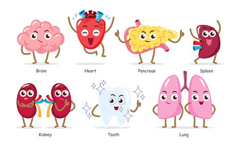 인간의 내부 장기 재미 있는 의료 만화 캐릭터 세트 뇌 심장 췌장 비장 신장 치아 폐를 포함합니다 고립 된 흰색 배경 벡터 0명에 대한 스톡 벡터 아트 및 기타 이미지
