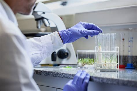 시험관 내부에서 발아 된 씨앗의 실험실 샘플을 보는 중년 생물 학자의 측면보기 생물학에 대한 스톡 사진 및 기타 이미지 생물학 연구 검사 보기 Istock