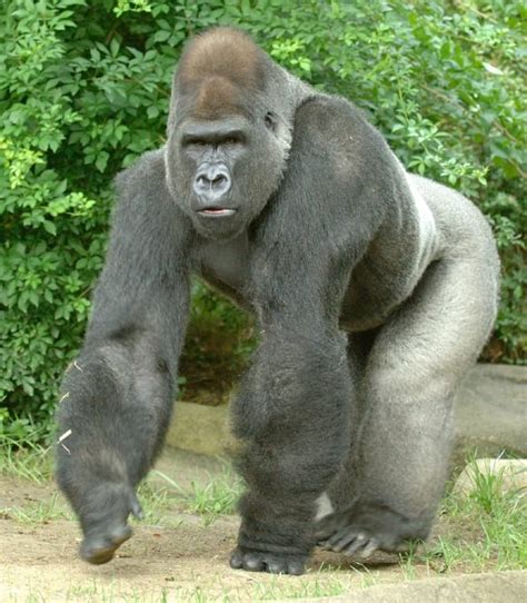 Western Lowland Gorilla Facts Habitat Conservation And Pictures