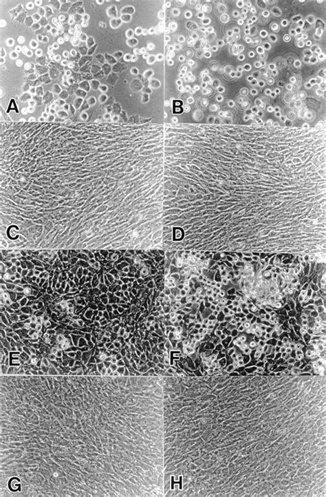 Effects Of The Exogenous Bmp 2 On The Cell Morphology Freshly Isolated