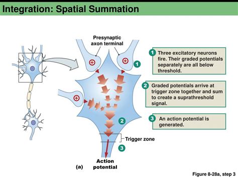 Ppt Chapter 8c Powerpoint Presentation Free Download Id2069580