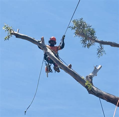 Tree Removal Near Melbourne Qualified Arborists Tree Loppers