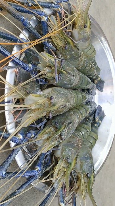 ବାଗଦା ଚିଙ୍ଗୁଡ଼ି Golda Bagda Chingudi River Prawns Youtube