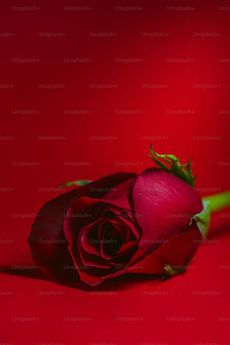 흰색 배경에 빨간 장미 한 송이 사진 Unsplash의 꽃 이미지