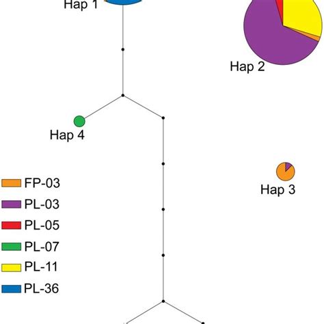 Each Circle Of The Network Represents A Haplotype Hap The Size Of Download Scientific