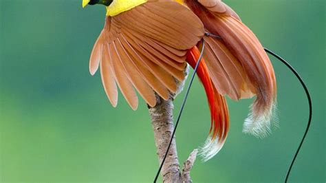 Chim Thi N Ng Gi Bao Nhi U L Lo I Chim G B Y Chim S N Th