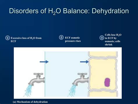 Body Fluids Imtiaz Ppt