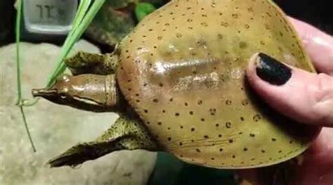 SoftShell Turtle Care With Commentary Turtle Tank And Turtle Tub Setup Explanation