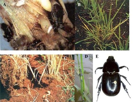 Rice Root Feeder And Its Damaged Symptom Observed In Rice Field A Download Scientific Diagram