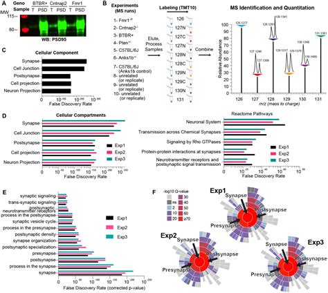 Frontiers Comparing Synaptic Proteomes Across Five Mouse Models For Autism Reveals Converging
