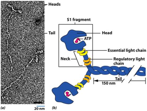 BIO3153 L6 Cytoskeleton III Molecular Motors Flashcards Quizlet