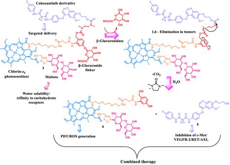 Structure And β Glucuronidase Mediated Cleavage Of Proposed Conjugate 3 Download Scientific