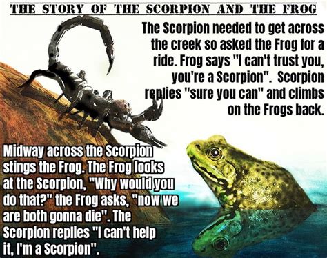 The Scorpion And The Frog Scorpion And Frog Story Scorpion And The
