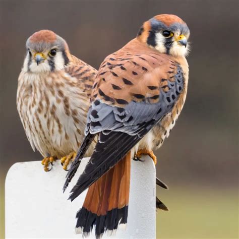 Cernícalo Aves Chilenas