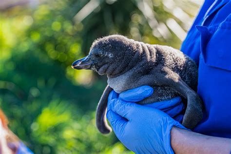 Same Sex Penguin Couple Raise Rare Chick At Chester Zoo