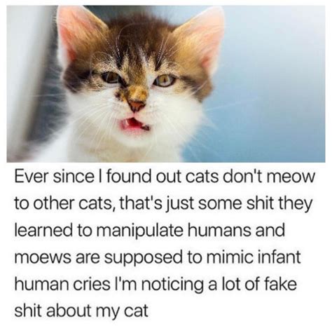 Thanks I Hate Cats R Wowiactuallyhatethis