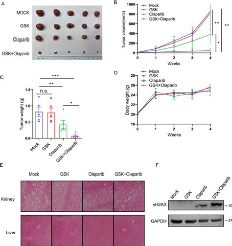 Combination Therapy With Gsk2578215a And Olaparib Synergistically Download Scientific Diagram