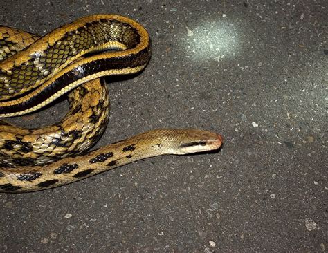 台灣蛇類 Snakes Of Taiwan Elaphe Taeniura Friesi 黑 眉錦蛇