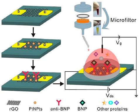Sensors Free Full Text Field Effect Transistor Biosensors For Biomedical Applications
