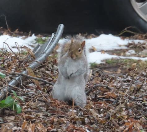 Squirrel Model Scrolller