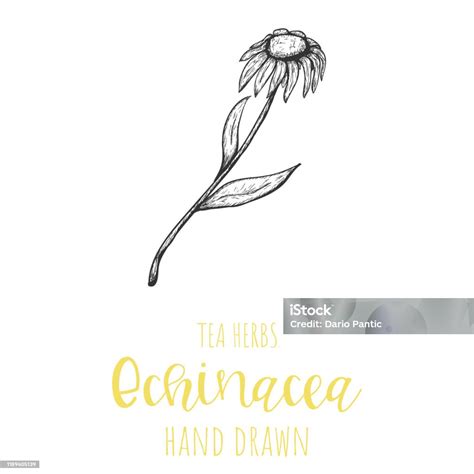에키네시아 허브 손으로 그린 벡터 일러스트 고립 된 허브 티 스케치 건강관리와 의술에 대한 스톡 벡터 아트 및 기타 이미지 건강관리와 의술 건강한 생활방식 건강한