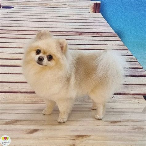 Шпиц Пушинка В нашем прайсе на померанских шпицов создано 3 колонки по весу цена для шпицов до
