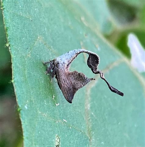 Recently While Photographing In São Paulo Botanical Garden Jvge