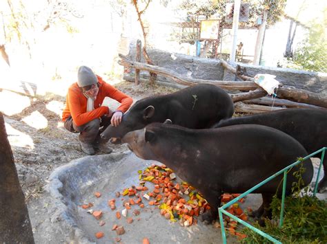 Zoo Assistant Volunteer In Peru 2023