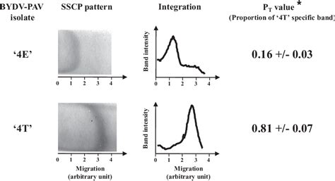 Figure 2 From A Single Stranded Conformational Polymorphism Sscp Derived Quantitative Variable