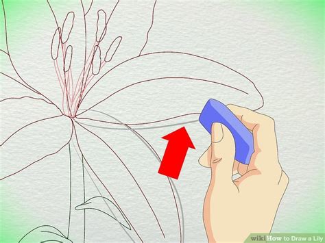Ways To Draw A Lily WikiHow Ways To Draw A Lily WikiHow