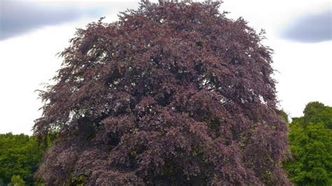 Stunning Trees With Purple Leaves So Royal Looking