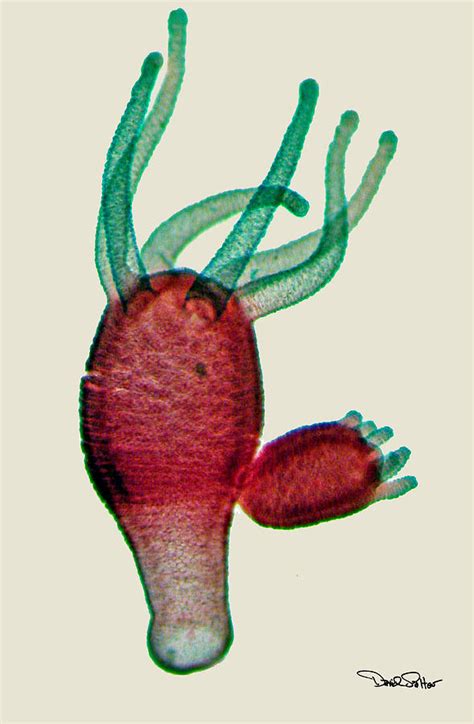 Budding Hydra Photograph By David Salter