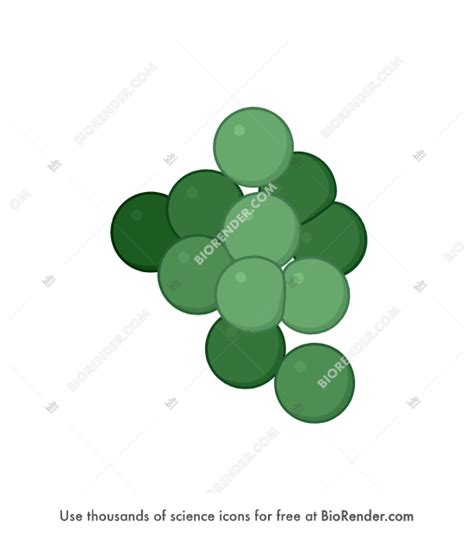 Free Staphylococcus Icons Symbols And Images Biorender