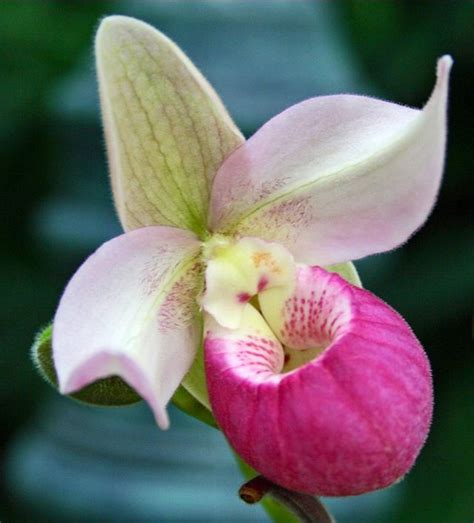 Minnesota State Flower Showy Lady Slipper Lady Slipper Flower Flowers Orchids