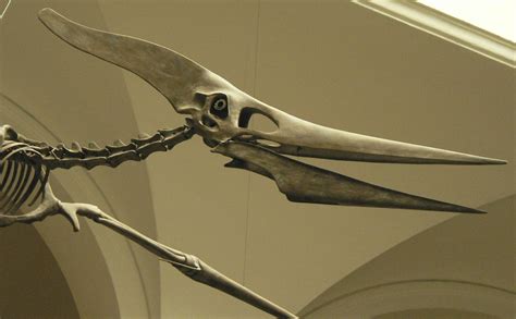 Pterodactyl Skull