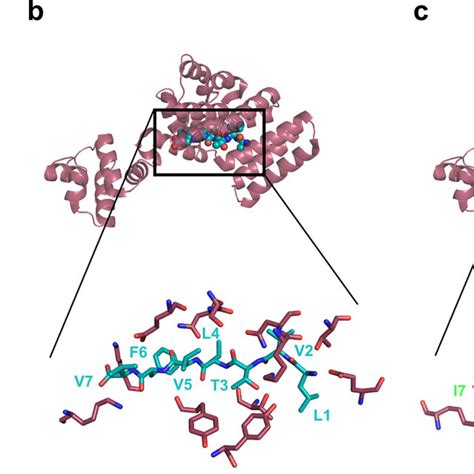 Predicted Structure Of Prgy The Extracellular Part Of Prgy Here Shown