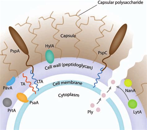 Streptococcus Pneumoniae Diagram Jci Seh Promotes Macrophage