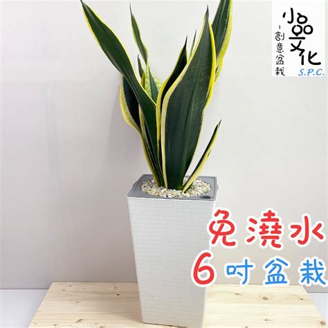 霸王虎尾蘭的價格推薦 2024年9月 比價比個夠biggo