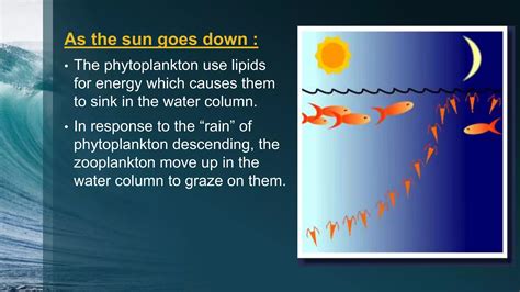 Diel Vertical Migration Ppt Free Download